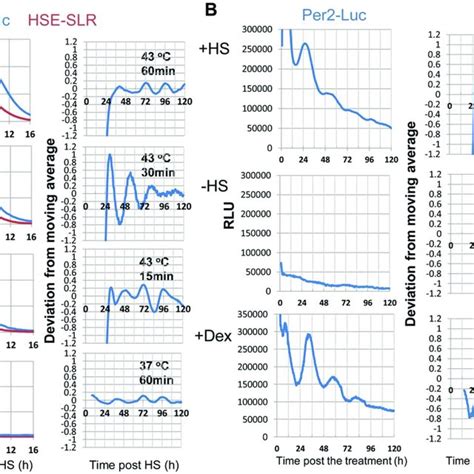 Heat Shock Factor 1 Hsf1 Deficiency Abolishes The Heat Shock