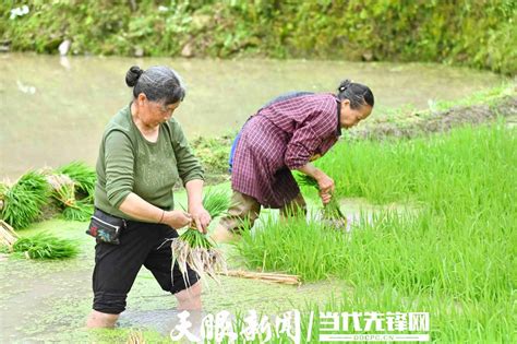 锦屏县平略镇初夏农耕忙插秧正当时 罗朝杨 田坝 村民