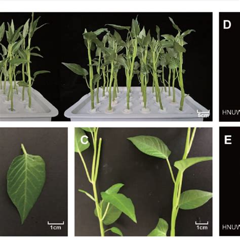 Morphological Comparison Of Colchicine Treated Water Spinach And Its Download Scientific
