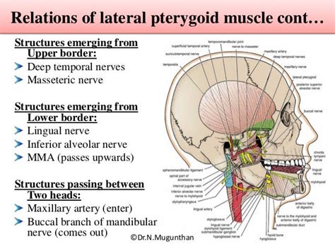 Muscles Of Mastication And Tmj Drnmugunthan