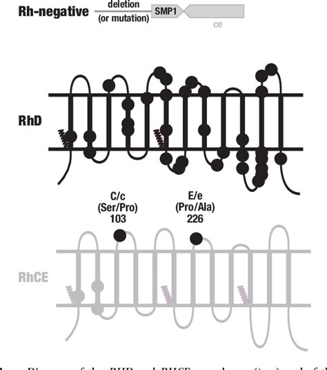 Figure From Review The Rh Blood Group D Antigen Dominant Diverse And Difficult