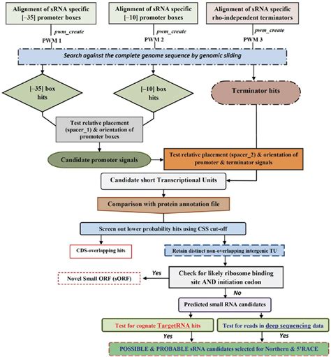 Flowchart Illustrating An Overview Of The Srnascanner Algorithm The Download Scientific