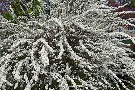 Of The Best Types Of Spirea Shrubs For Your Garden 48 Off