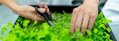 The Importance Of Plant Reference Genomes Eremid Genomic Services