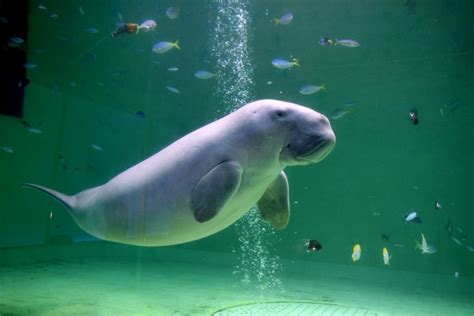 Dugongs Vs Manatees Key Differences Pros Cons Examples 45 Off