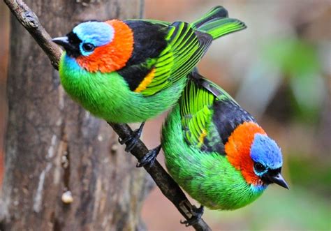 Ecos Cáusticos Animais em risco de extinção Lista Brasil