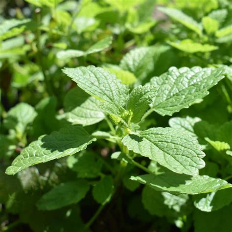 Dried Nz Lemon Balm Toi Toi Botanicals