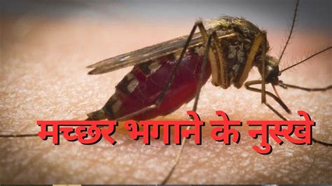 Machchar Bhagane Ke Upay Mosquito Home Remedies What To Do To Get Rid
