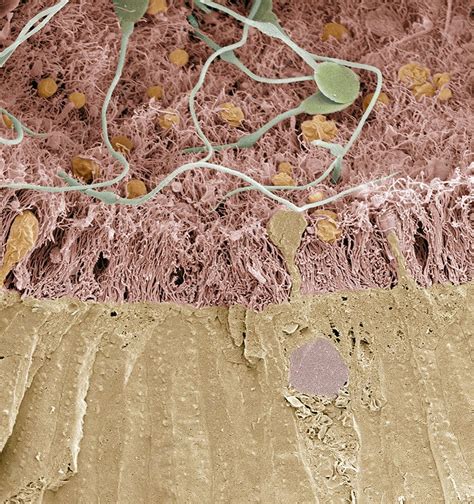 Epididymis Sem Stock Image F003 0203 Science Photo Library