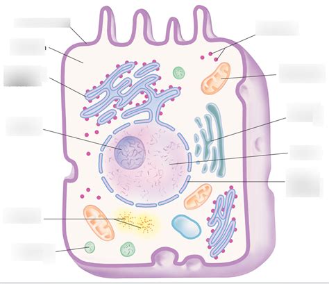 Cell Diagram Quizlet