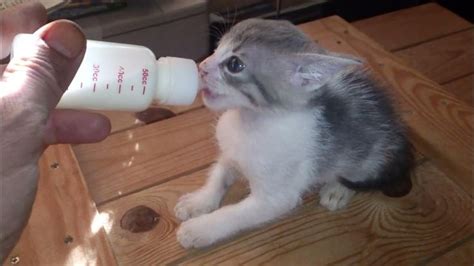 How To Properly Feed A Kitten Part 2 Cute Hamsters Kittens Feeding