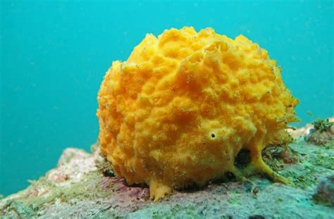 La Acuicultura De Esponjas Como Fuente Natural De Antivirales Y