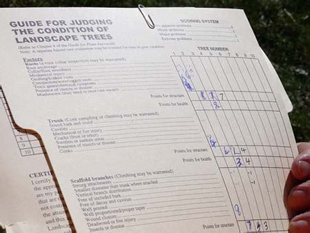 Tree Appraisal New Day Arborist Vancouver WA