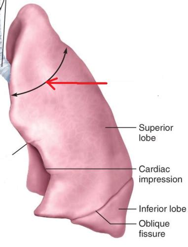 Chapter Respiratory System Flashcards Quizlet