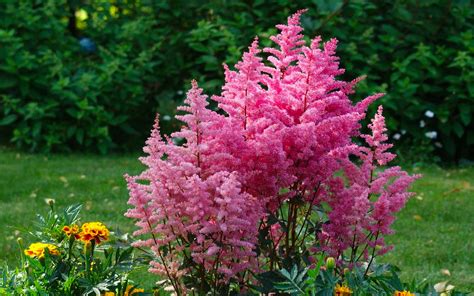 Астильба (Astilbe) - описание, виды, фото, уход, пересадка, выращивание ...