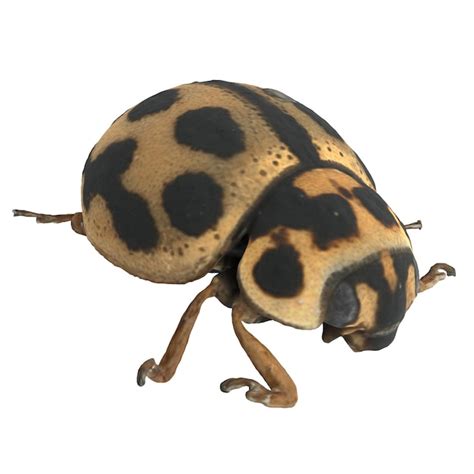 Premium Photo A Black And Yellow Beetle With Black Spots On Its Back