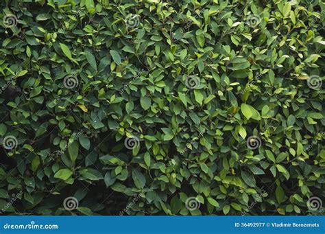 Green Grass Wall Stock Image Image Of Plants Texture 36492977