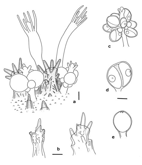 Worms World Register Of Marine Species