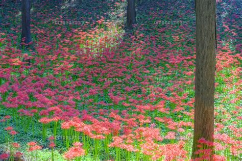 村上緑地公園の彼岸花 01495031987 の写真素材・イラスト素材｜アマナイメージズ