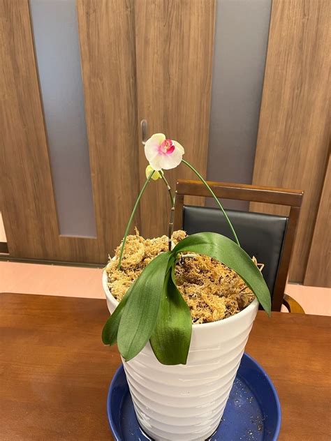 花が咲きました あゆみ会