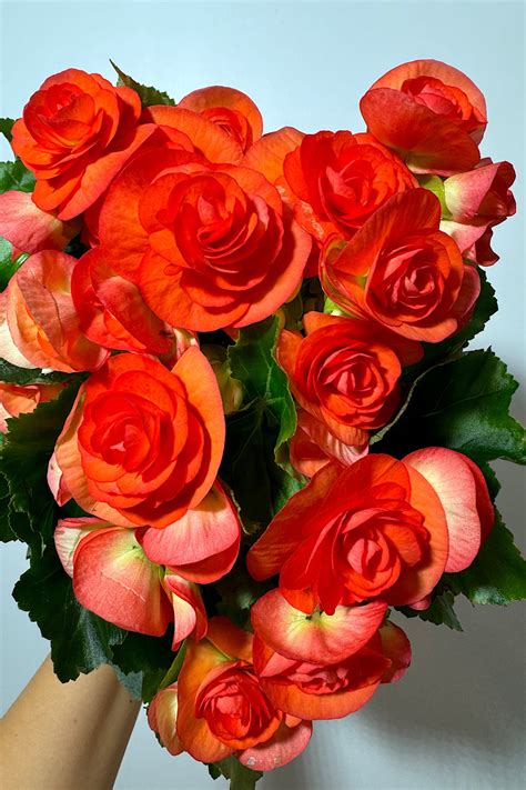 Orange Begonia Augi Plants Lv