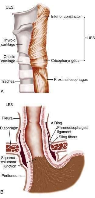 Anatomy Histology Embryology And Developmental Anomalies Of The
