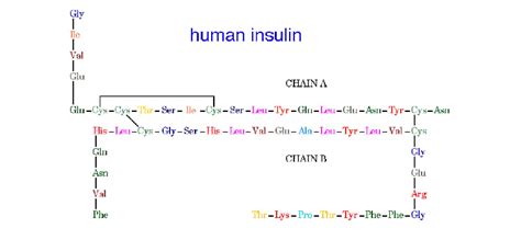 Structure Of The Human Insulin Molecule Download Scientific Diagram