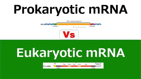 Prokaryotic Mrna Vs Eukaryotic Mrna Youtube