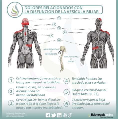 Relación entre vesícula y dolor de espalda FisioOnline