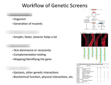 Forward Genetic Analysis Diagram Quizlet