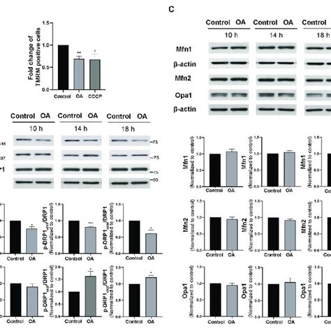 Effects Of Pp2a Inhibition On Mitochondrial Membrane Potential And