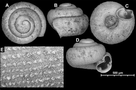 Worlds Smallest Snail Newly Discovered Land Snail Could Fit Inside A