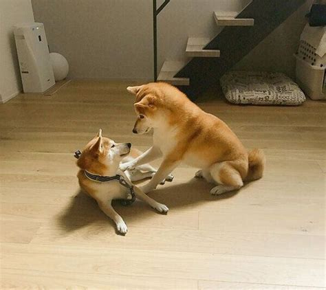 初シャンプーを怖がる柴の子犬の声を聞き、駆けつける兄犬たちが最高だった！→あれから2年、柴兄弟は？｜いぬのきもちweb Magazine