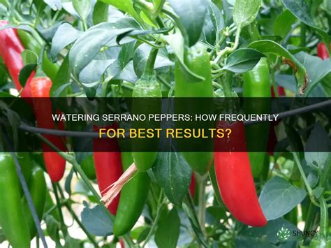 Watering Serrano Peppers How Frequently For Best Results Shuncy