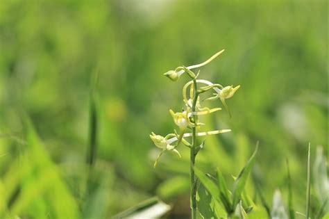 ハシナガヤマサギソウ 野の花かくれんぼ