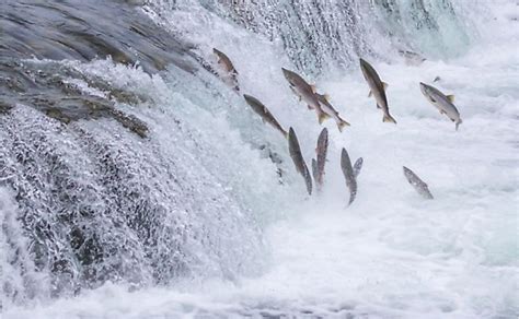 Best Places To See The Salmon Run Worldatlas