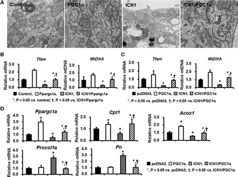 Pgc 1a Restores The Impaired Mitochondrial Morphology And Fatty Acid