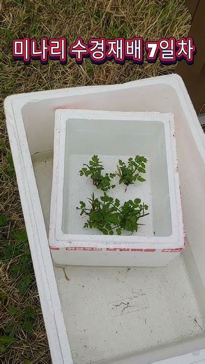 미나리 수경재배 도전기 7일차 집에서 미나리 키우기 쉬워요 Youtube