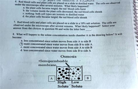 SOLVED Red Blood Molecules Certain Cells And Plant Cells Are Placed On A Slide In Distilled