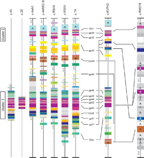 Figure 1 From Bacteriophage Replication Modules Semantic Scholar