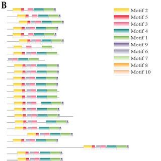 The Phylogenetic Relationships Exon Intron And Motif Structures Of Download Scientific Diagram