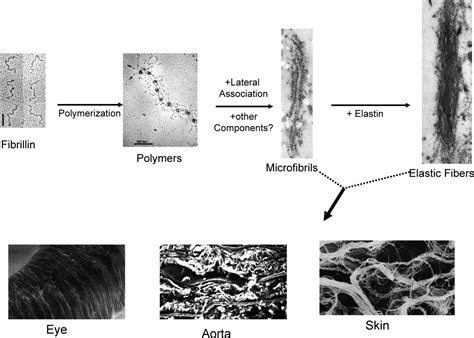 Fibrillin Microfibrils Multipurpose Extracellular Networks In Organismal Physiology