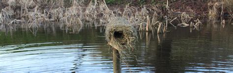 Duck Nest Tubes Monitoring Basc