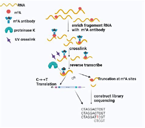 Figure 1 From Progress Of M6a Methylation In Lipid Metabolism In Humans