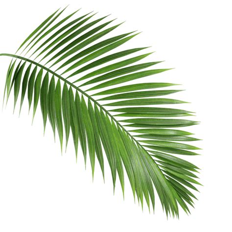 Palm Sunday Pngs For Free Download