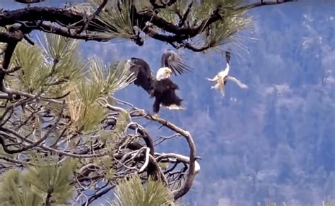 Video Close Call Double Strike On Jackie And Shadow Big Bear Bald