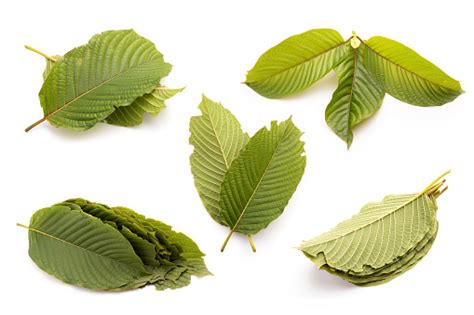 신선한 Mitragyna Speciosa 잎 또는 Kratom 나무 흰색으로 고립 된 스튜디오 샷 0명에 대한 스톡 사진 및