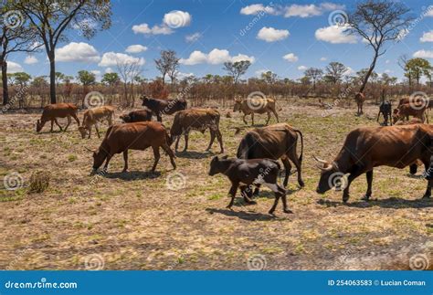 Cows Grazing Stock Image Image Of Green Australia 254063583
