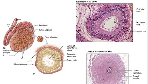 Inside Of Testes Epididymis Tissue Vas Deferens Tissue Diagram Quizlet