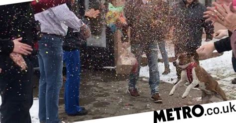 Dog Celebrates Leaving Shelter When Shes Finally Adopted After 500